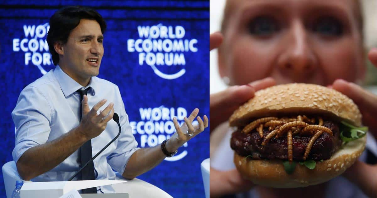 Canadian Farm Producing Insects for 'Human Consumption' Lays Off Two ...